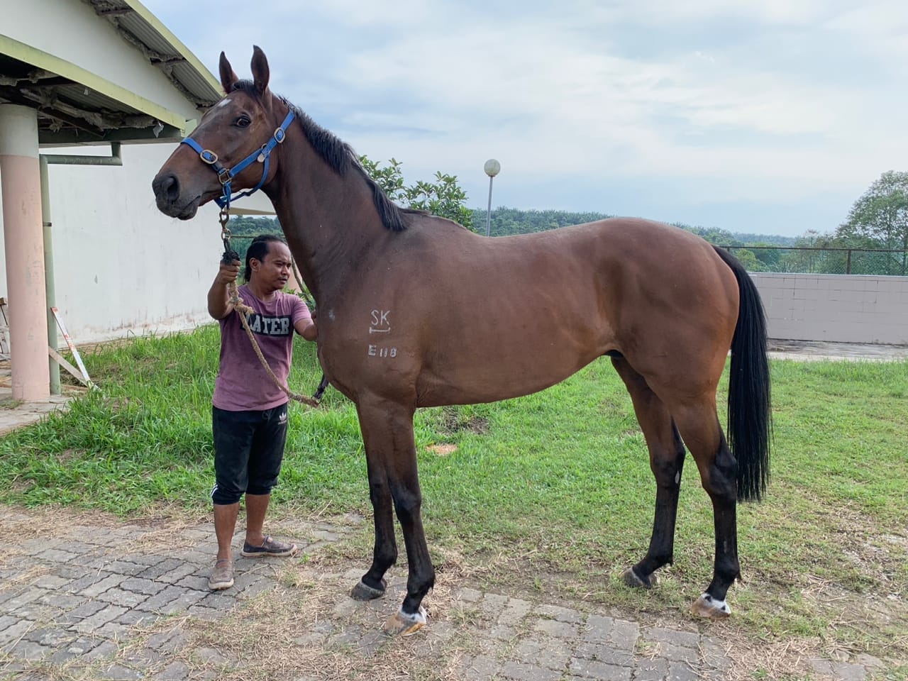 Produk Kuda Ex Race – Ladang Kambing Pantai Negeri Sembilan